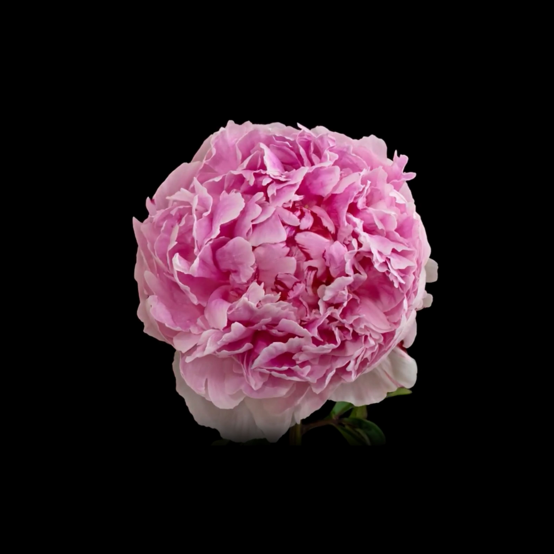 ROOT Clean Slate ab € 87,49 + gratis Dankeschön + Next Day Lieferung – ROOT-SHOP